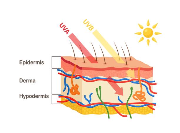 Understanding UVA and UVB Rays: Risks, Protection, and Prevention – Caresupp.in