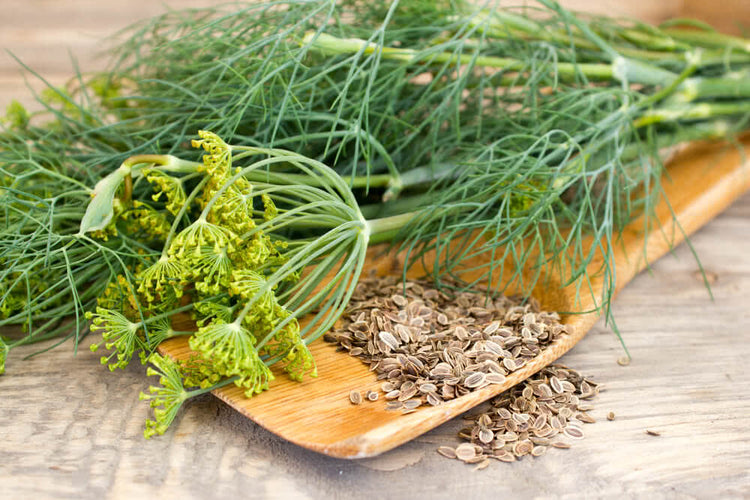 What is Shatpushpa? - Full information, usage, benefits and side effec ...