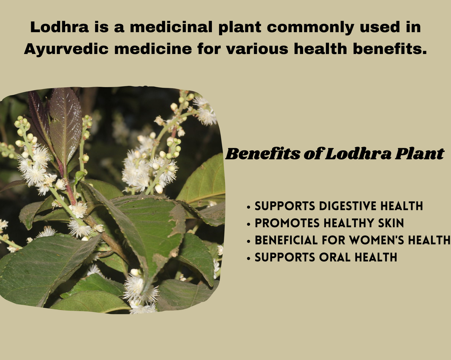 What is Lodhra? - Full information, usage, benefits and side effects ...