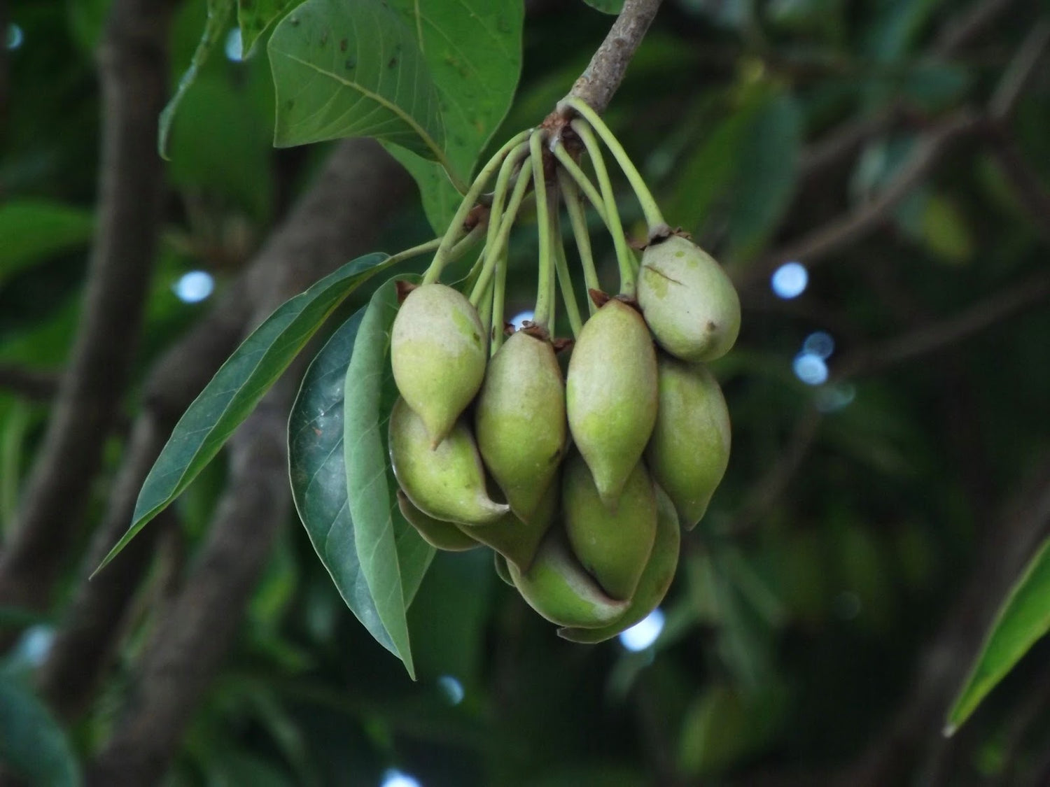 What is Madhuka Kusuma? - Information & uses – Caresupp.in